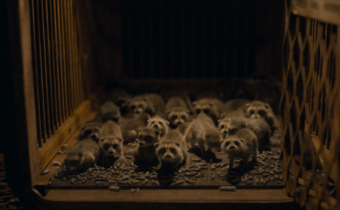 Raccoons | Marvel Movies | Fandom