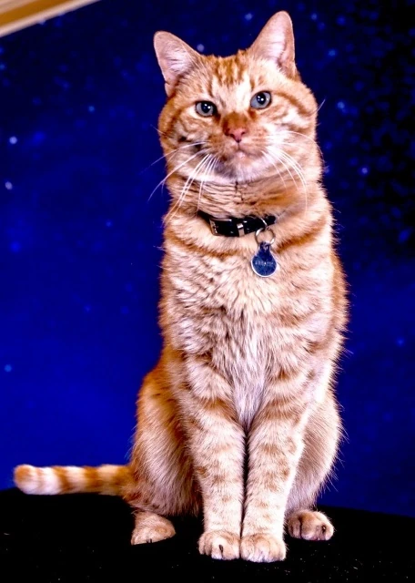 Reggie | Marvel Movies | Fandom