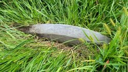 Manfred “Mannie” Marx | Marx Brothers Wikia | Fandom