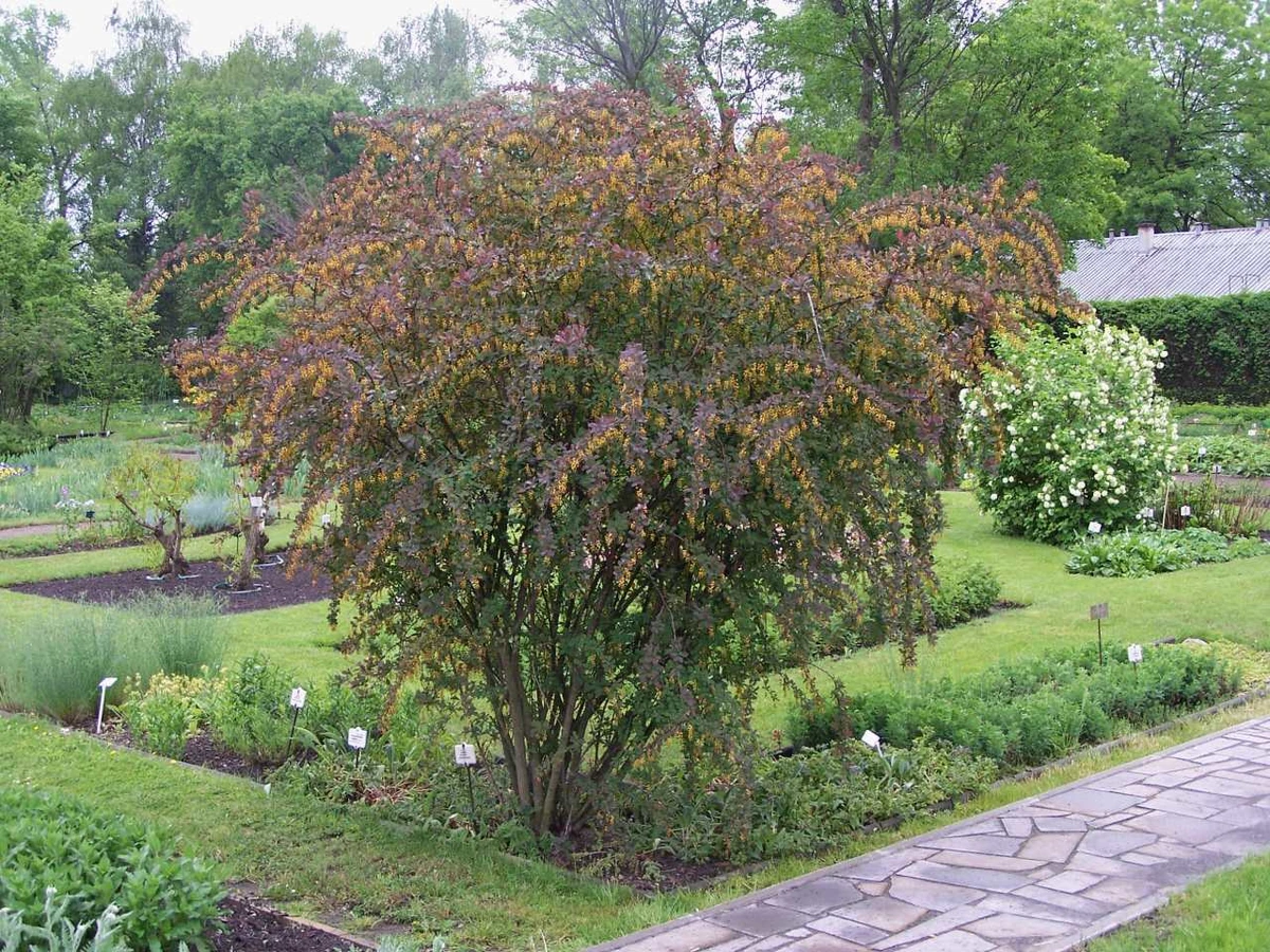 Japanese barberry | Maryland Green Gardener Wiki | Fandom