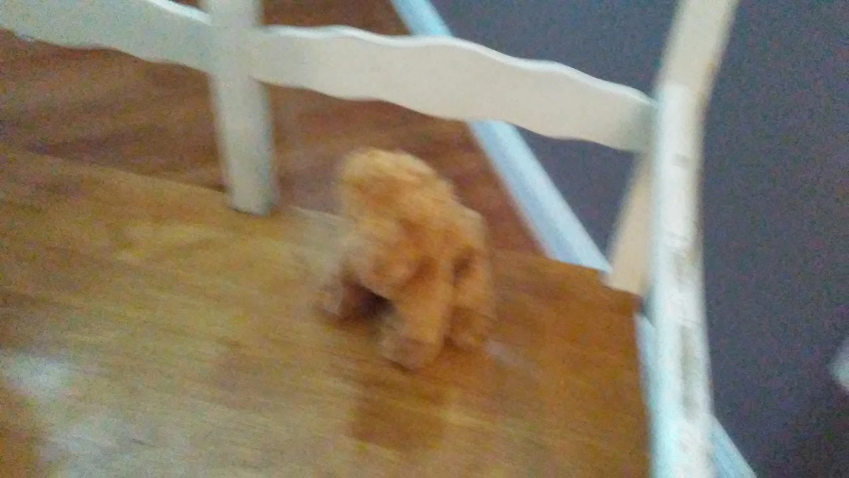 Polory's Dog | MASBS Wiki | Fandom