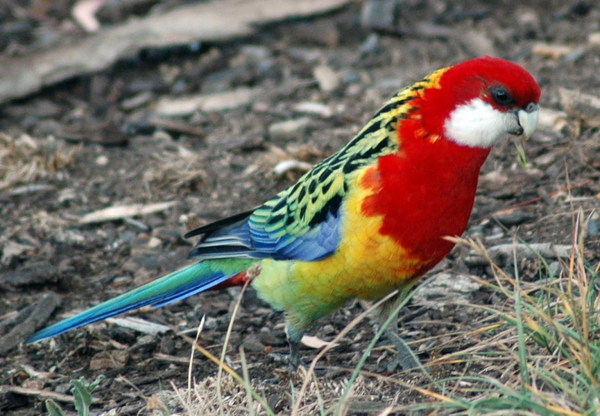 Rosella | Wiki Mascotas Inusuales | Fandom
