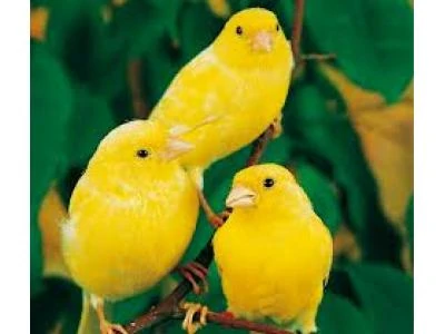 LOS PAJARITOS | Wikia Mascotasbonitas | Fandom