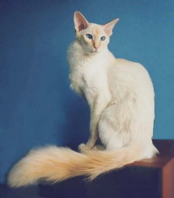 Balinés | Wiki Animales | Fandom