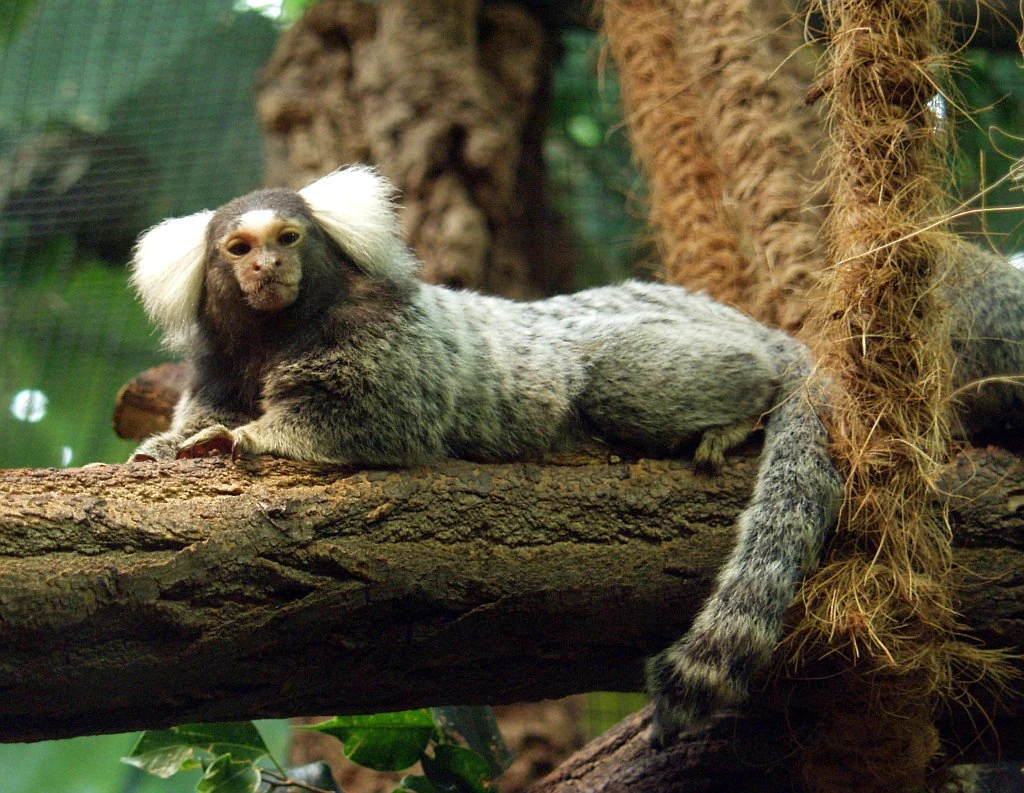 Category:Monkeys | Mascotpedia | Fandom