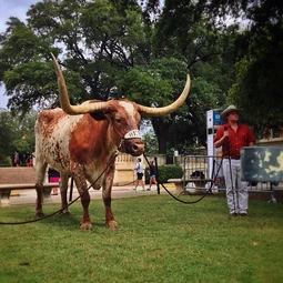 Bevo | Mascotpedia | Fandom