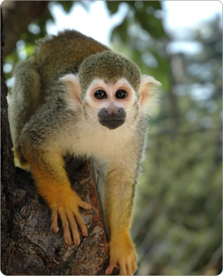 Monkey | Shugo Chara Fans and Inazuma Eleven Fans Wiki | Fandom