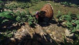 Turkey | Soulmask Wiki | Fandom