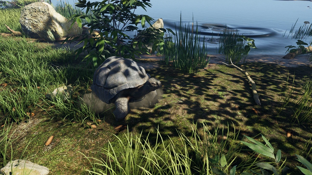 Tortoise | Soulmask Wiki | Fandom