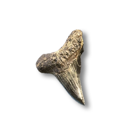 Sharp Fang | Soulmask Wiki | Fandom