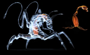 Bonus Content Disc/Creatures: Rachni | Mass Effect Wiki | Fandom