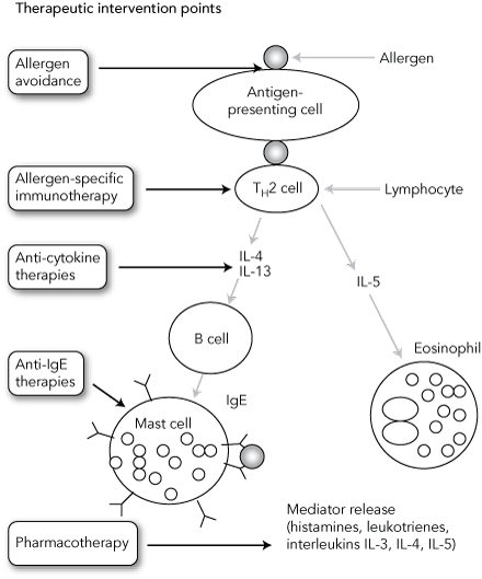 Allergic cascade | Mastocytosis and Mast Cell Disorders Wiki | Fandom
