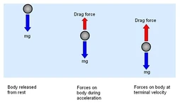 Drag Force of a Falling Object | Math & Physics Problems Wikia | Fandom