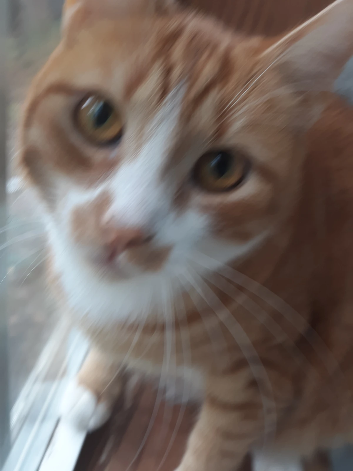 Cosmo | Mathew hollerman encyclopedia Wiki | Fandom