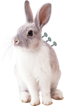 Bolt Bunny | Mathew hollerman encyclopedia Wiki | Fandom