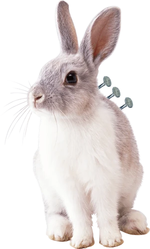 Bolt Bunny | Mathew hollerman encyclopedia Wiki | Fandom