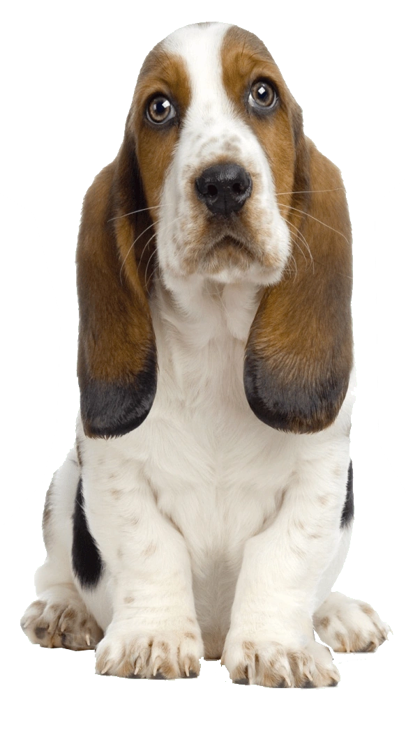 Hank | Mathew hollerman encyclopedia Wiki | Fandom