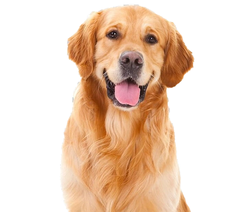 Toby (Dog Tales) | Mathew hollerman encyclopedia Wiki | Fandom