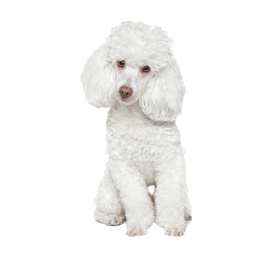 Penny (Dog Tales) | Mathew hollerman encyclopedia Wiki | Fandom