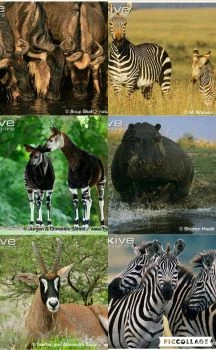 Animals | Matthewuntamable Wiki | Fandom