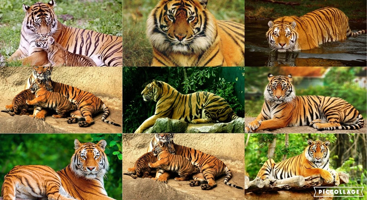 Tigers | Matthewuntamable Wiki | Fandom