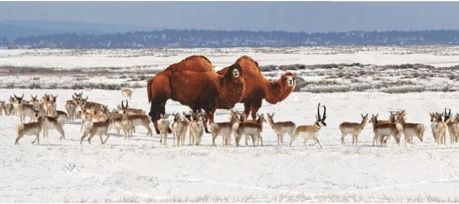 Camelops | Matthewuntamable4 Wiki | Fandom