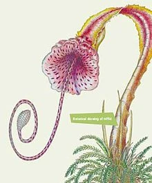 Triffid | Maveric Universe Wiki | Fandom