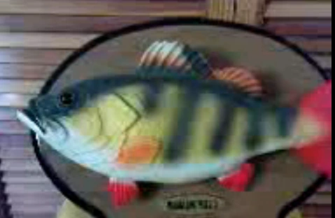 Willie fish | Max and ruby 2 Wikia | Fandom