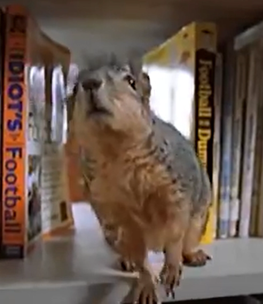 The Squirrel | Max Keeble's Big Move FANON Wiki | Fandom