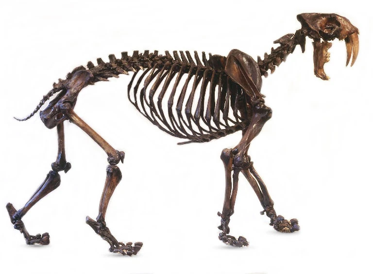 Saber Tooth Tiger Fossil