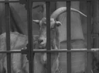 The Loaded Goat | Mayberry Wiki | Fandom