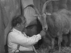 The Loaded Goat | Mayberry Wiki | Fandom