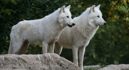 Dimie | Mayxitxbe Wiki | Fandom