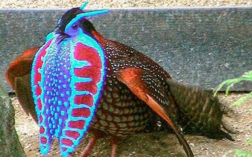 Birds | My Brother, My Brother and Me Wiki | Fandom