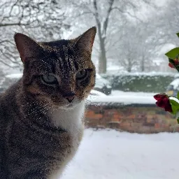 Beef | Minecraft Mania Wiki | Fandom