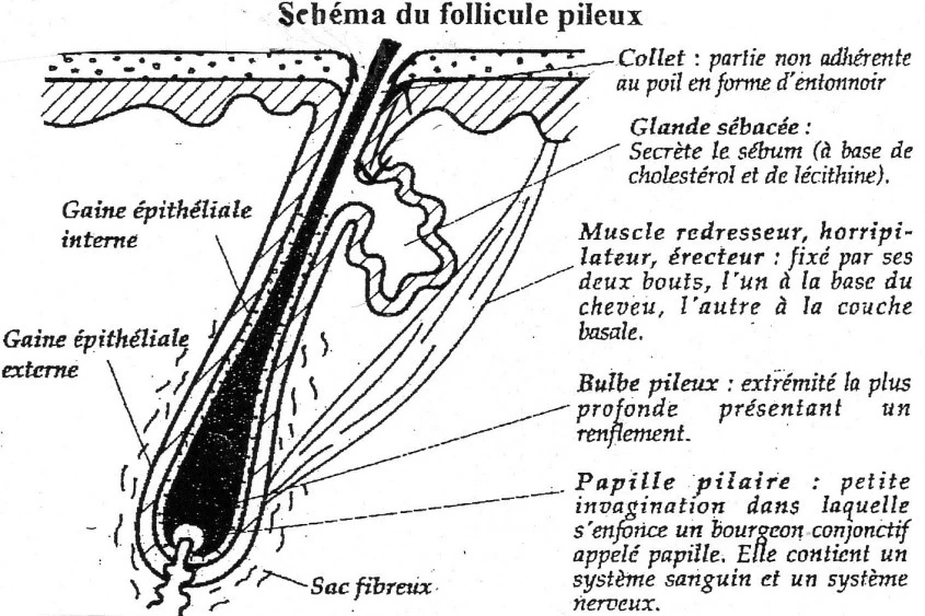 Le cheveu | Wiki MC coiffure | Fandom