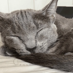 Moban | MCCF Wiki | Fandom