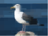 Seagull | Minecraft Ideas Wiki | Fandom