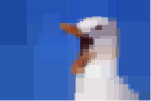 Seagull | Minecraft Ideas Wiki | Fandom