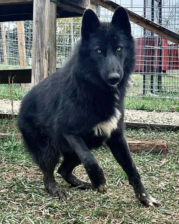 Charcoal | Lore Wiki | Fandom