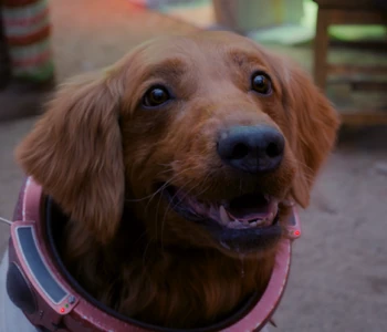 Cosmo | MCUCREATION Wiki | Fandom