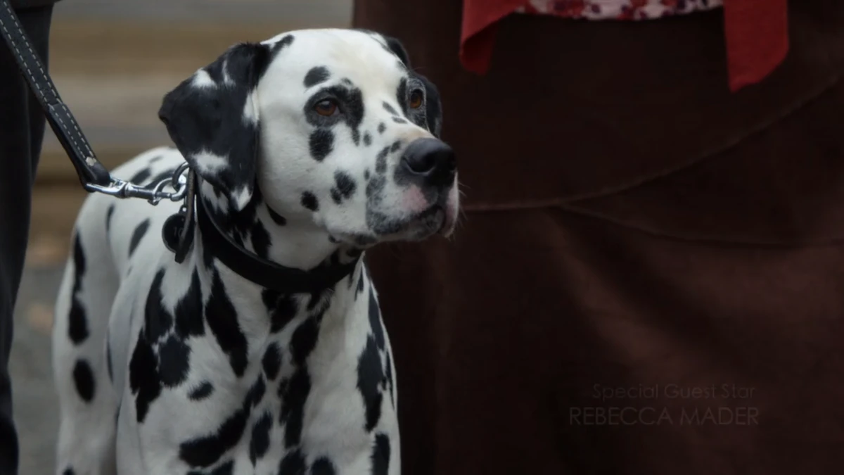 Pongo | MD1456 Once Upon a Time Fanon Wiki | Fandom