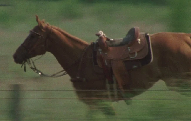 Nervous Nelly (Animal) | MdaCHARMED2016's Fanfiction Wiki | Fandom