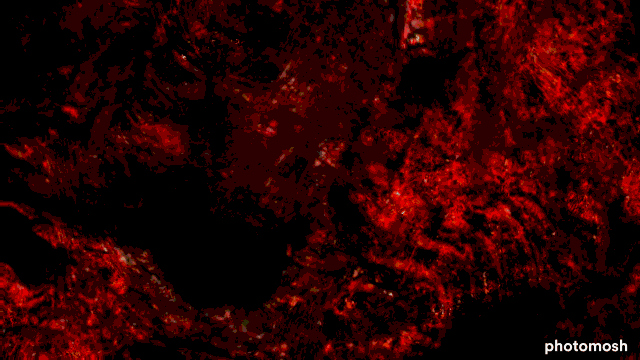 Monkey | Max Design Pro Fanon Wiki | Fandom