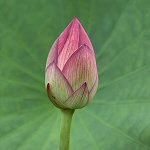 Stellar Dawn Wiki:Trans Clans | Stellar Dawn Wiki | Fandom