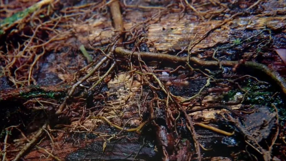 List Of Amazon Animals In Amazon (1997) (Media Animals And Creatures ...