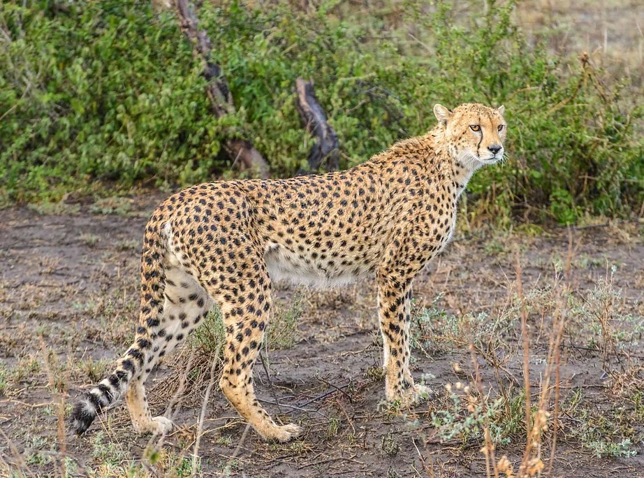 African Cheetah (Acinonyx jubatus) | Media Animals And Creatures Wiki ...