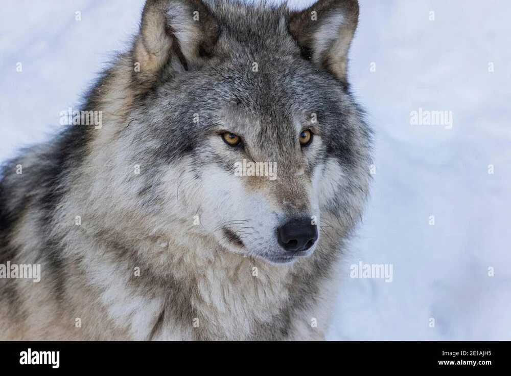 Northwestern Wolf (Canis lupus occidentalis) | Media Animals And ...