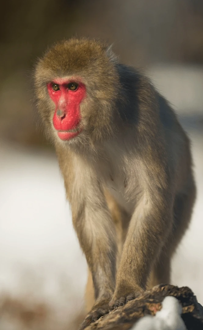 Japanese Macaque (Macaca fuscata) | Media Animals And Creatures Wiki ...