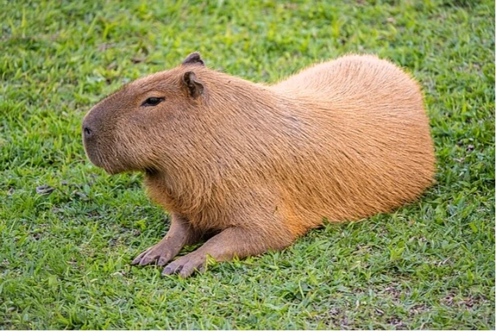 Capybara (Hydrocherus hydrochaeris) | Media Animals And Creatures Wiki ...